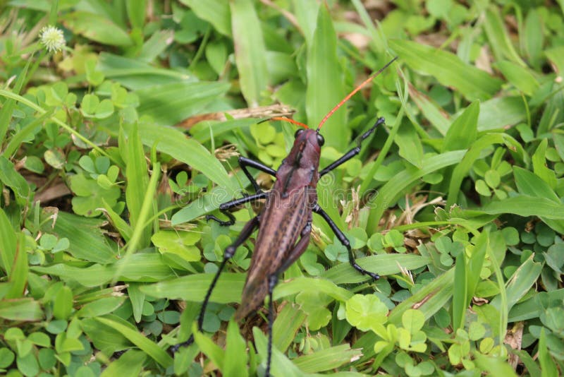 A Close-up of a Grasshopper in Costa Rica Stock Photo - Image of lubber ...