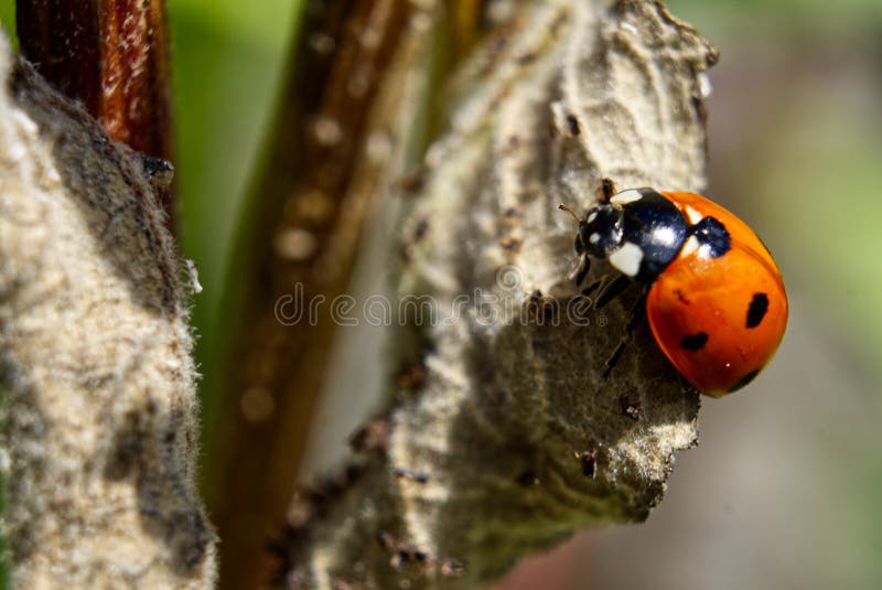 A Close Up of a Tiny Ladybug Stock Photo - Image of animal, ladybug ...