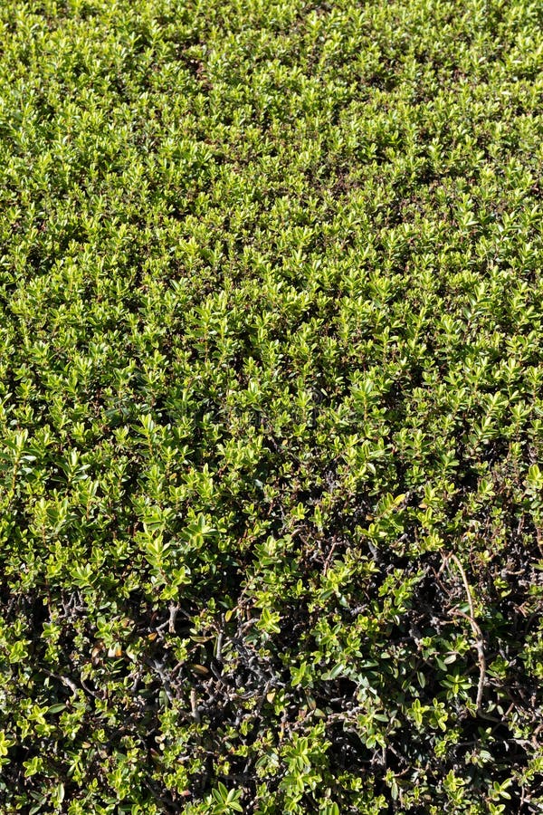 Close-up of Tiny Leaves of Plants Stock Photo - Image of herb, abstract ...