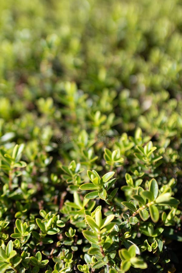 Close-up of Tiny Leaves of Plants Stock Image - Image of forest, beauty ...