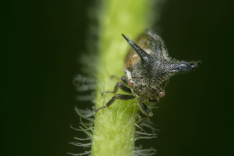 Tiny Leptocentrus Taurus Insect Stock Photos - Free & Royalty-Free ...