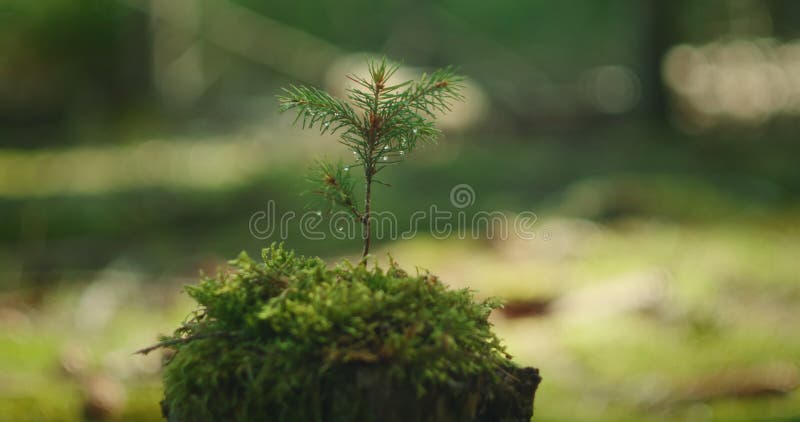 Close-up of Tiny Pine Sapling Growing from Green Moss on Old Tree Stump ...