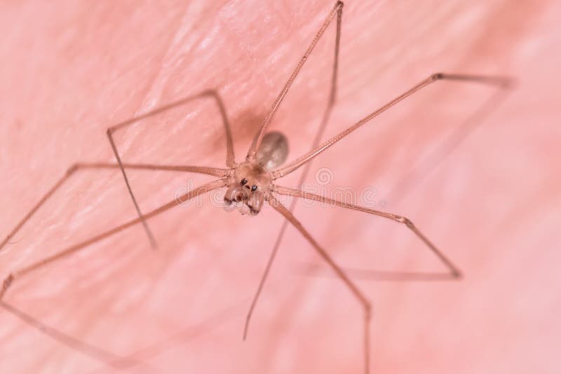 Close Up of Tiny Spider on Hand. Stock Photo - Image of tiny, hand ...