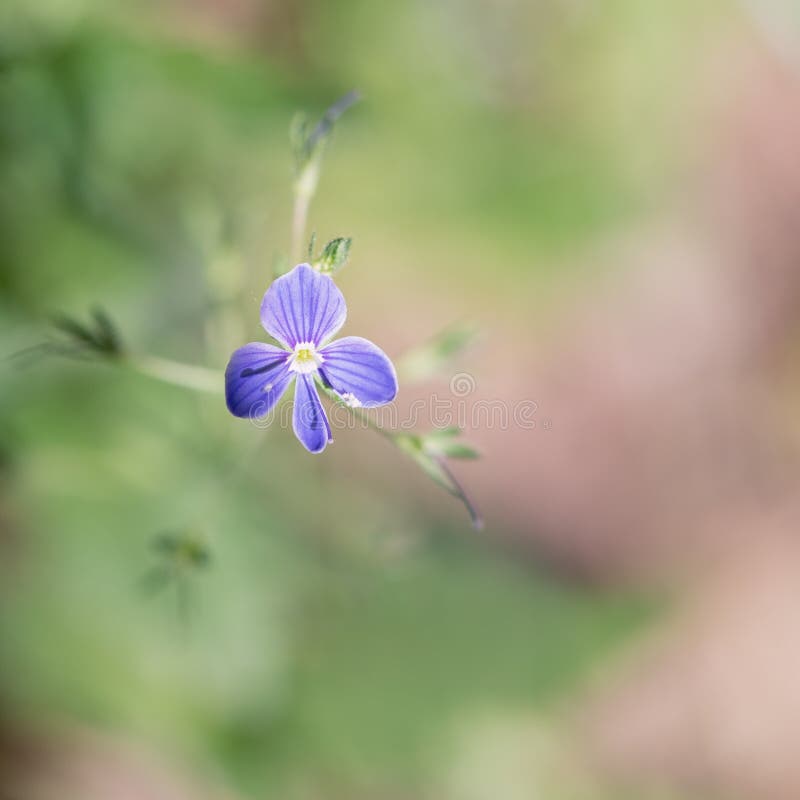 Close-up of a Tiny Violet Flower. Stock Photo - Image of macro, green ...