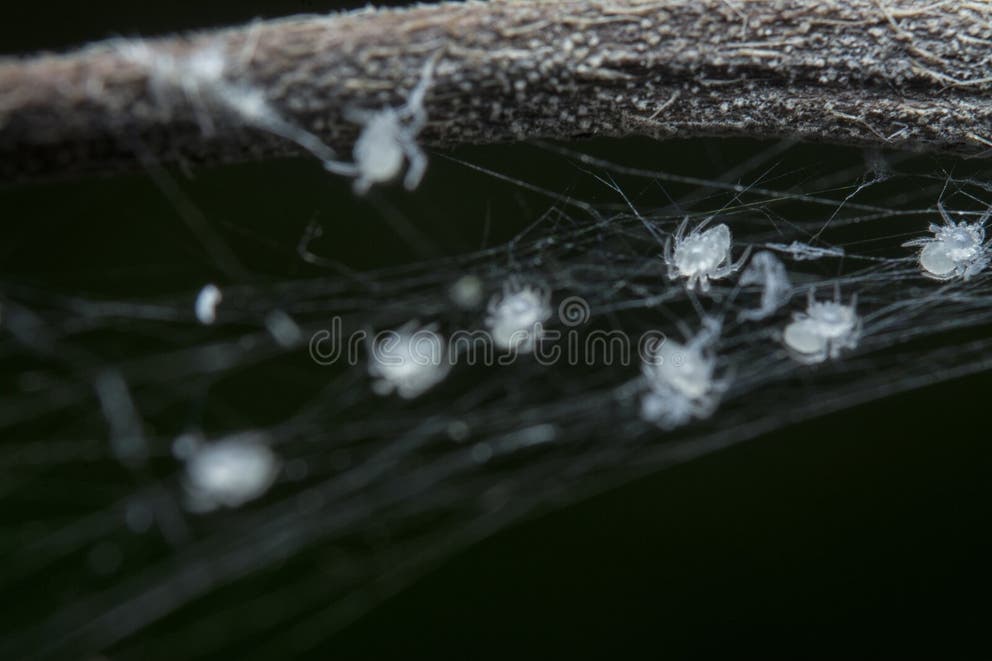Close Up with Tiny White Baby Spiders Crawling the Web String. Stock ...