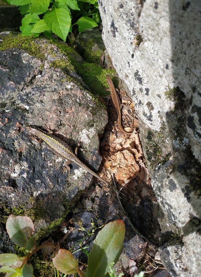 Tiny Wild Lizard Crawling Out from Hiding Under a Rock Stock Photo ...