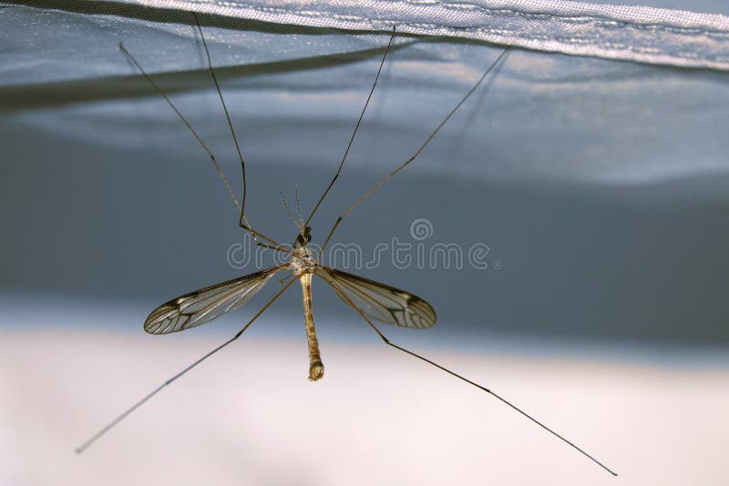 Tipulidae mosquito stock photo. Image of tipulidae, diptera - 250022688