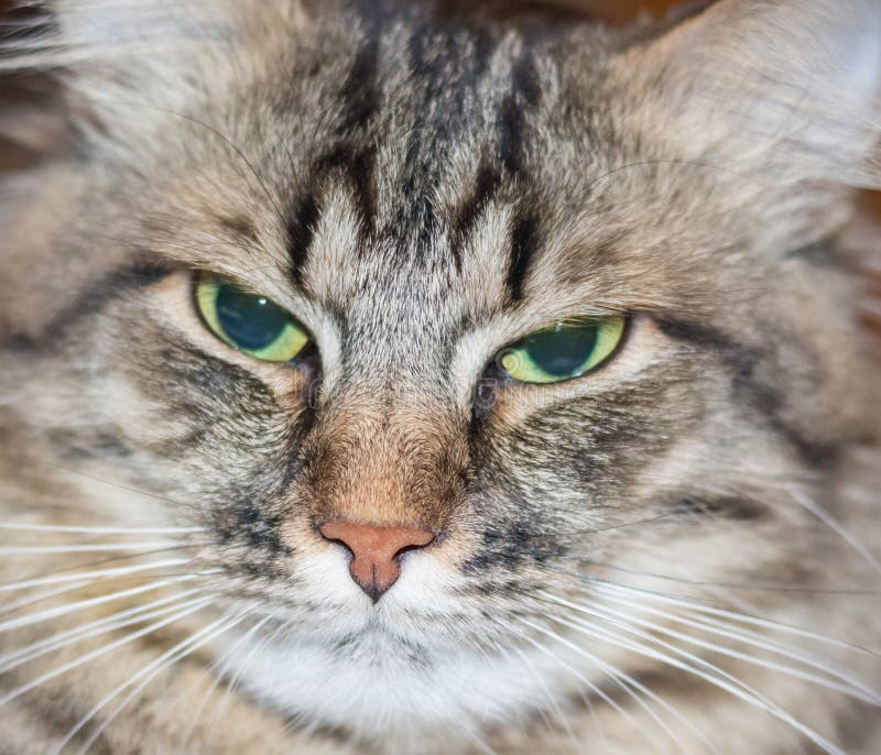 Close-up of a Tired Cat`s Face Stock Photo - Image of comfortable ...