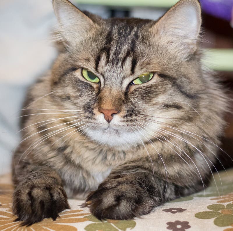 Close-up of a Tired Cat`s Face Stock Photo - Image of mammal, relax ...