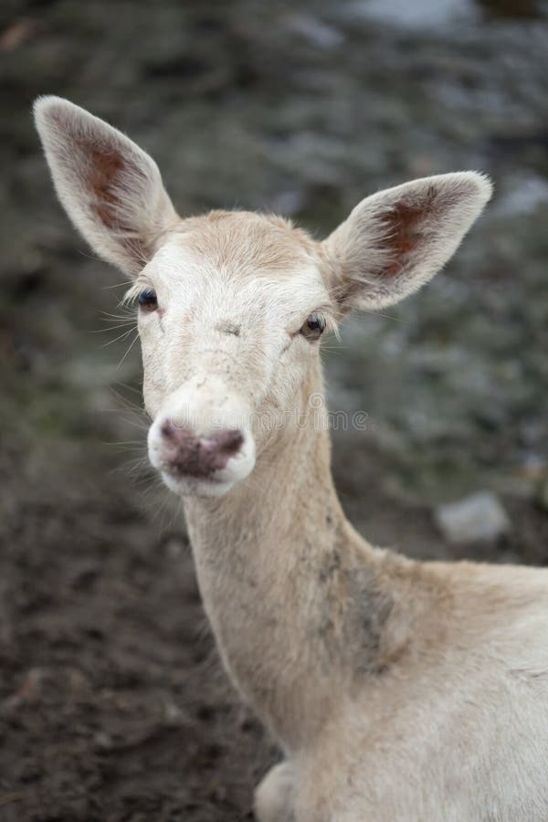 16,719 Baby Deer Stock Photos - Free & Royalty-Free Stock Photos from ...