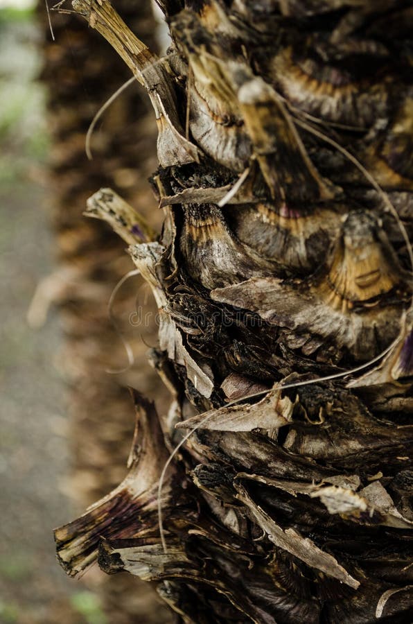 Close Up To Bark of a Palm Tree, Textured Background of a Natural Palm ...