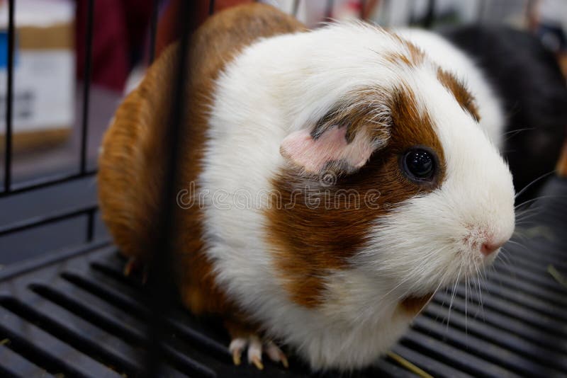 Close Up To Guinea Pig is Standing in the Cage Stock Image - Image of ...