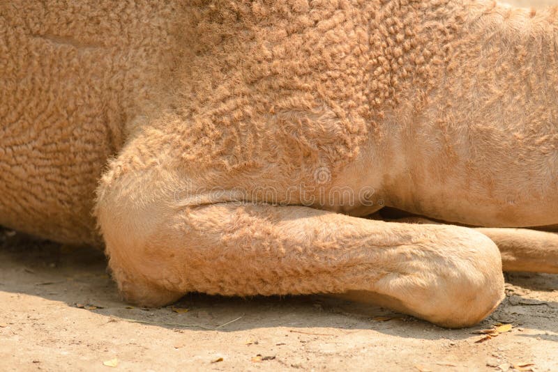 Close Up To Camels Leg Sitting on Ground Stock Image - Image of ...