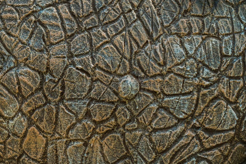 Texture Dinosaur Skin Stock Photos - Download 597 Royalty Free Photos