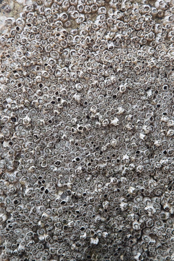 Close-up To Dead Shells Pattern Stock Image - Image of brown, fish ...