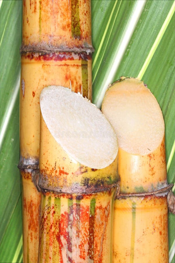 A Close-up To Fresh Sugar Cane Stalks Stock Image - Image of ...