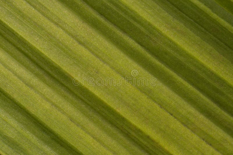 Close Up To Green Pandan Leaf Showing Texture. Stock Photo - Image of ...