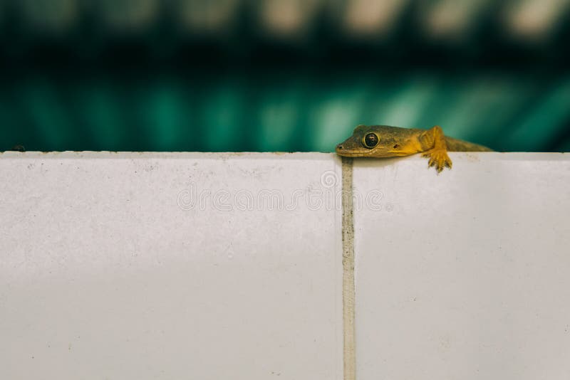 The lizard on the wall stock image. Image of movable - 123341517