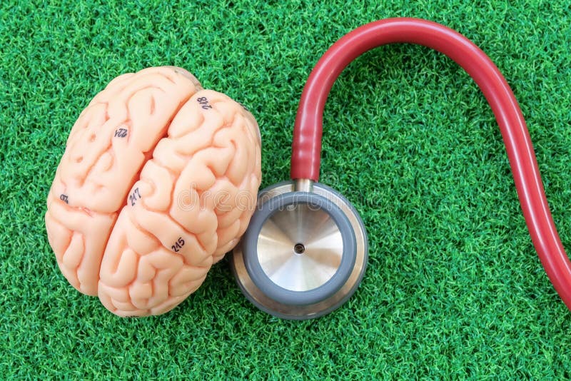 Close up to human brain stock image. Image of neurology - 56710407