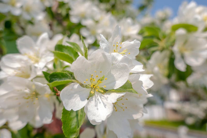 A Close Up To a Malus Evereste Flowering Crab Apple Tree Stock Photo ...