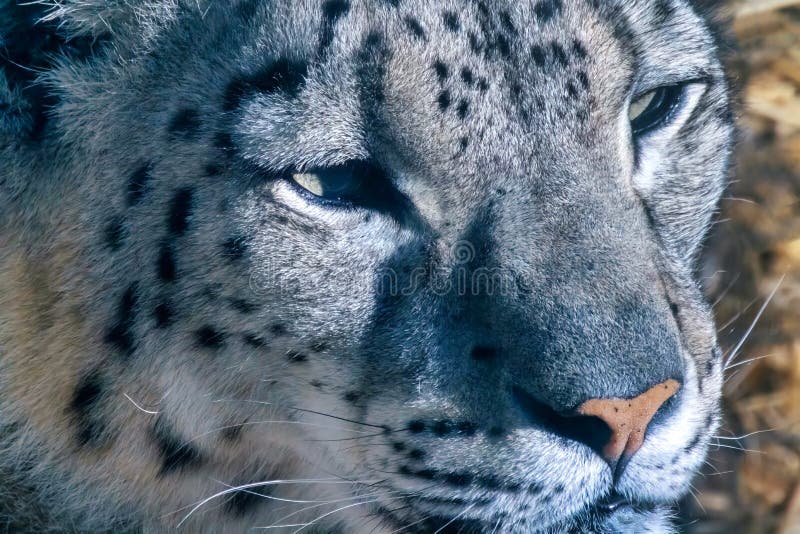 A Close Up To a Snow Leopard Stock Image - Image of carnivore, concept ...