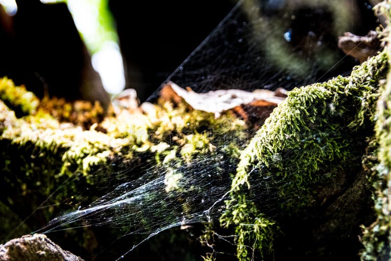 View of a Spider Weave among the Moss Stock Photo - Image of natural ...
