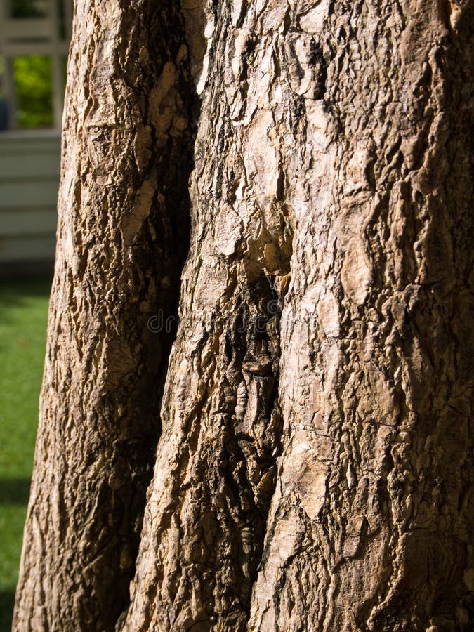 Close up to tree surface stock photo. Image of lumber - 76341354