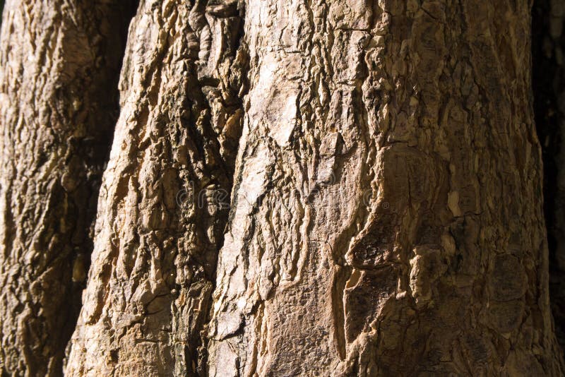 Close up to tree surface stock photo. Image of ecology - 77775092