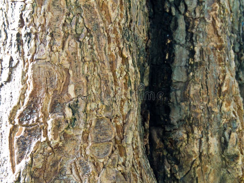 Close up to tree surface stock photo. Image of stem, close - 77775122