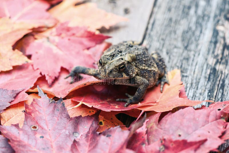 Boy curious of toad stock image. Image of childhood, looking - 1316473