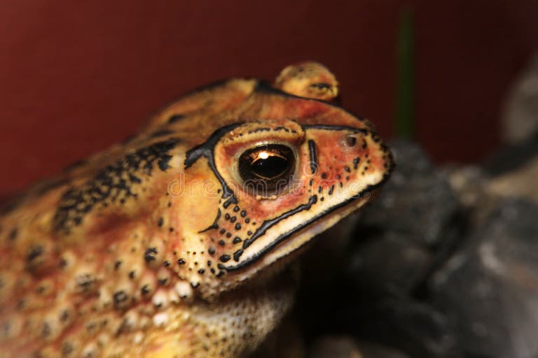 Close-up Toad, Bufo Melanostictus, Duttaphrynus Melanostictus Stock ...