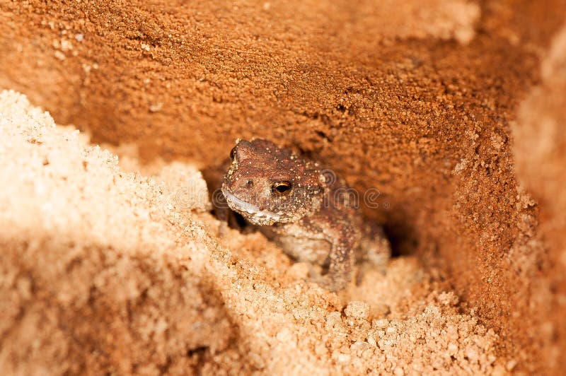 Toad in Sand Burrow 2 stock photo. Image of toad, face - 165695210