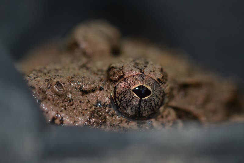 Toad eye stock photo. Image of toad, amphibian, close - 233539980