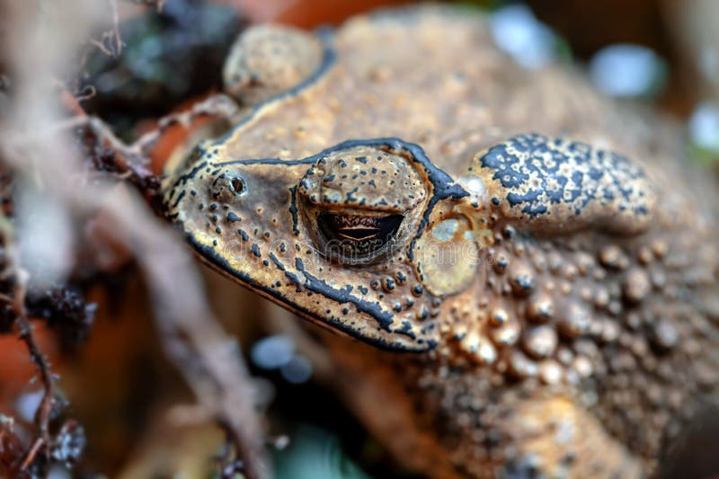 Close-up of a Toad Showing Venom Glands. Stock Image - Image of close ...
