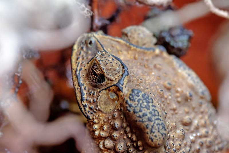 Close-up of a Toad Showing Venom Glands. Stock Photo - Image of ...