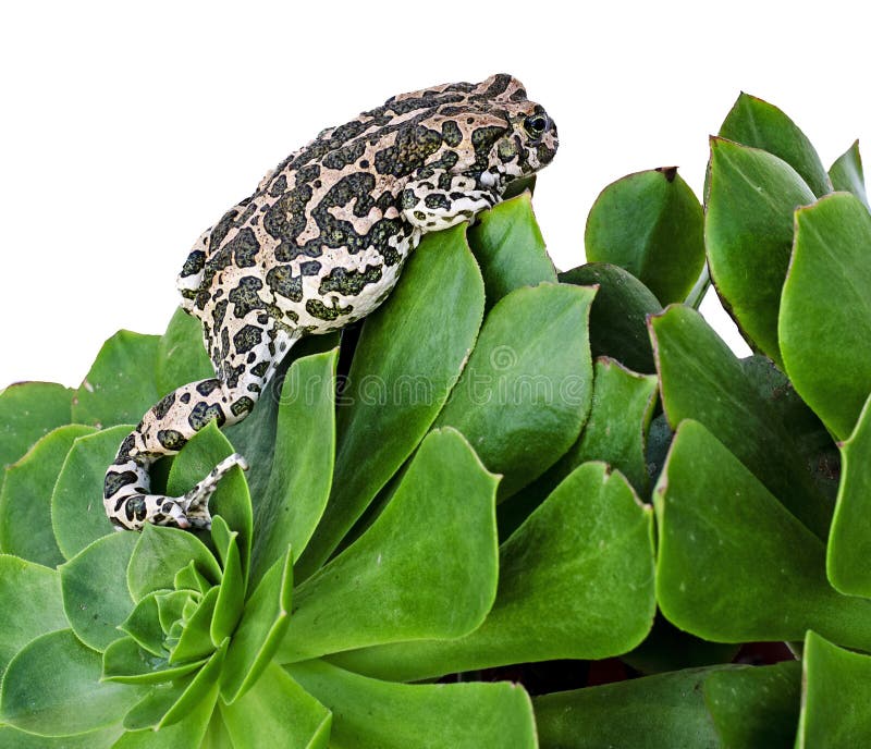 Toad on Plant stock image. Image of isolated, zoology - 243223805