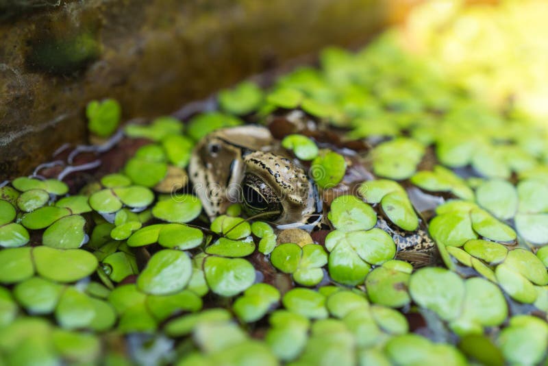 Toad in Pond stock photo. Image of still, pond, water - 17046762