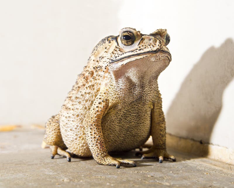 Bumpy Toad Close-up stock photo. Image of large, anura - 20515460