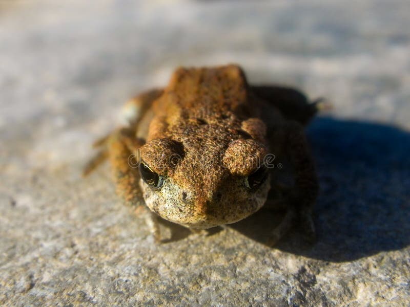 Toad Rock in Mount Abu, India Stock Image - Image of lake, range: 172680205