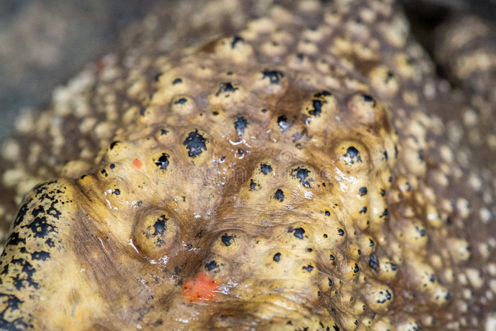 Close Up Toad Skin Texture Selective Focus Stock Image - Image of ...