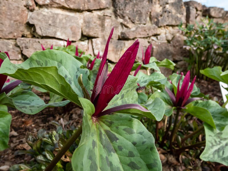 Toadshade or Toad Trillium (Trillium Sessile) with a Whorl of Three ...