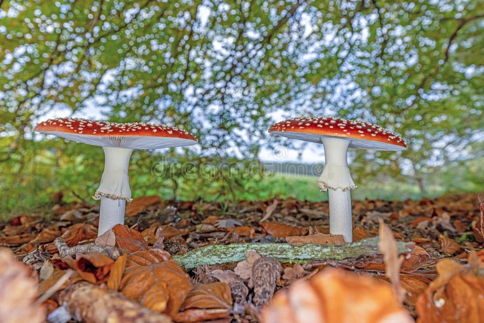 Close Up of a Toadstool on a Leaf Covered Forest Floor during the Day ...