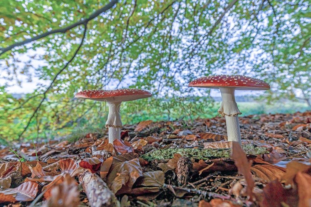 Close Up of a Toadstool on a Leaf Covered Forest Floor during the Day ...