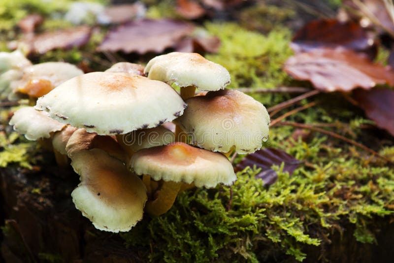 Toadstools Growing through Tree Stump. Stock Photo - Image of bark ...
