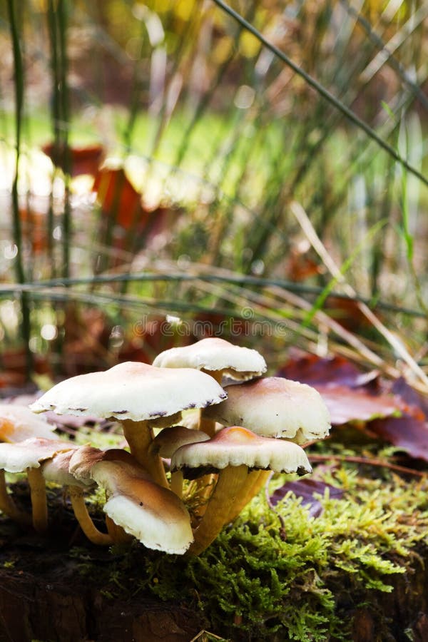 Toadstools Growing on a Tree Stump Stock Image - Image of forest ...