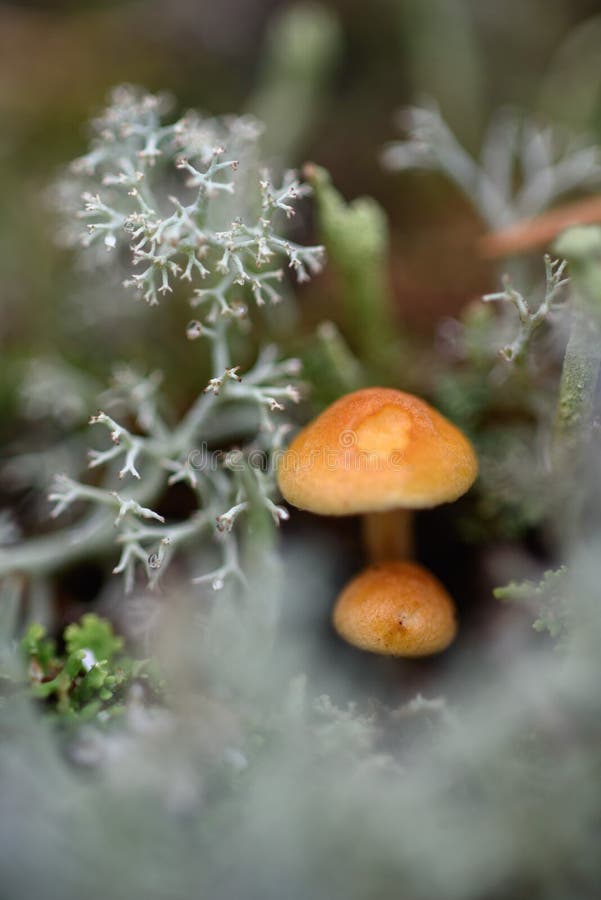Close Up of Toadstools on the Stump Stock Photo - Image of forest ...