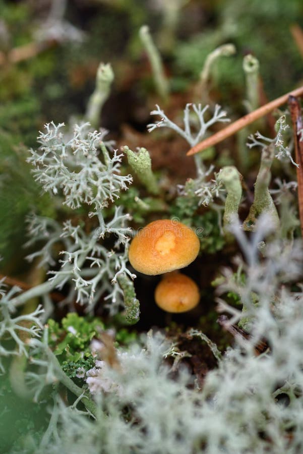 Close Up of Toadstools on the Stump Stock Photo - Image of grow, mystic ...