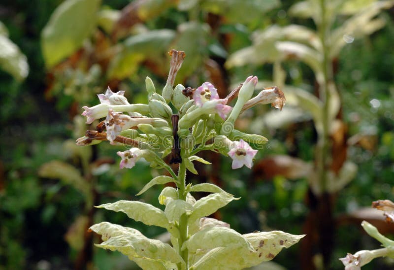 Close Up of Tobacco Flower , Stock Photo - Image of leaf, farmland ...