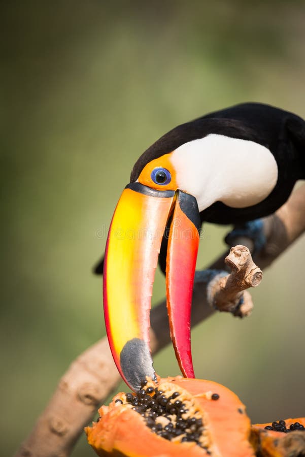 Toucan Eating Fruits from a Palm Stock Image - Image of america, toucan ...