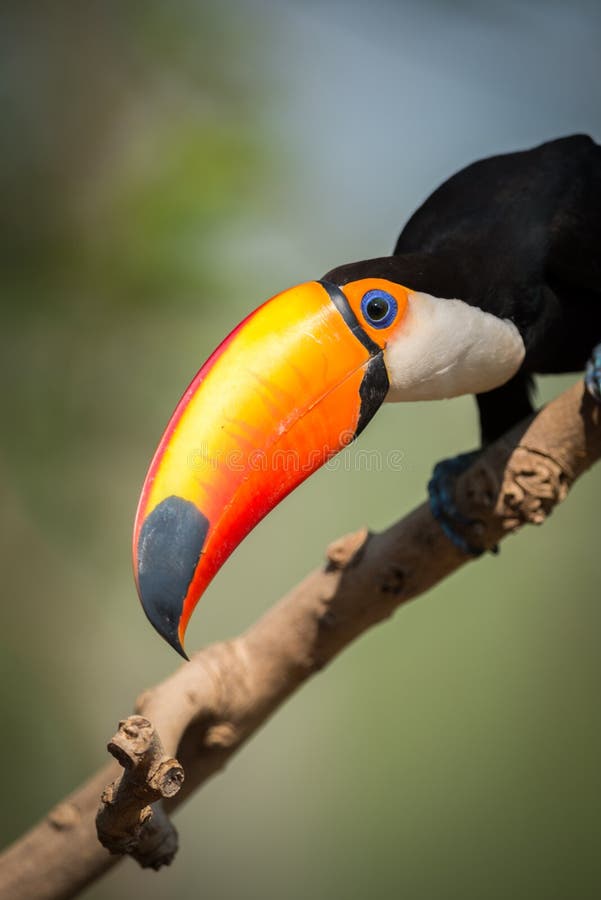 Toucan, Beak, Close Up, Bird Picture. Image: 113660605